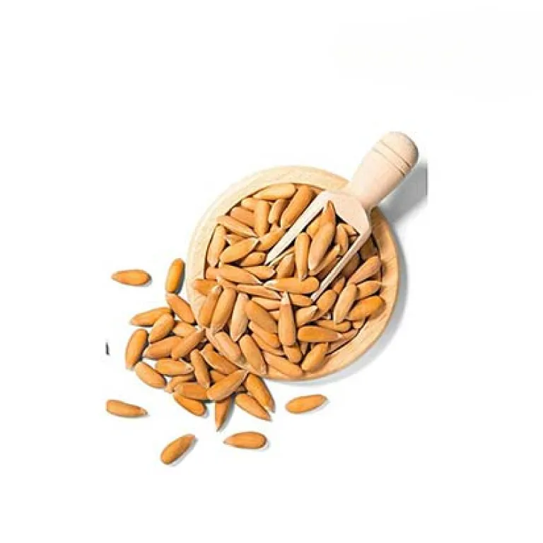 Chilgoza (Pine Nuts) 100g - Foodigo